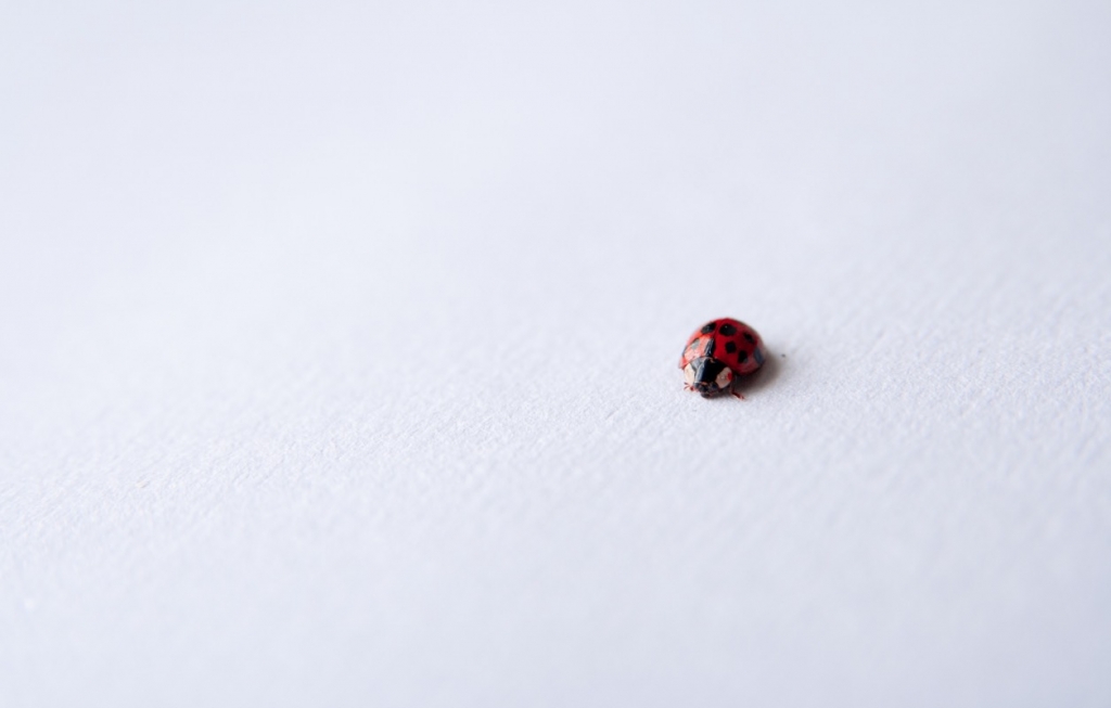 ja.cat - Domini .cat - Accent Obert